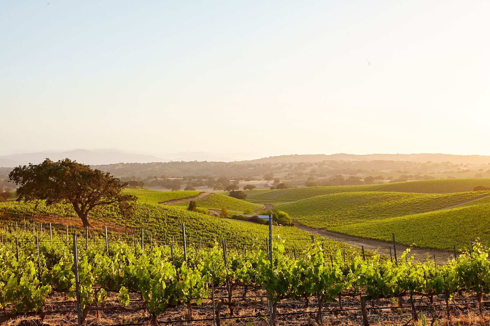 California Vineyards – VR AGRO INDUSTRIES